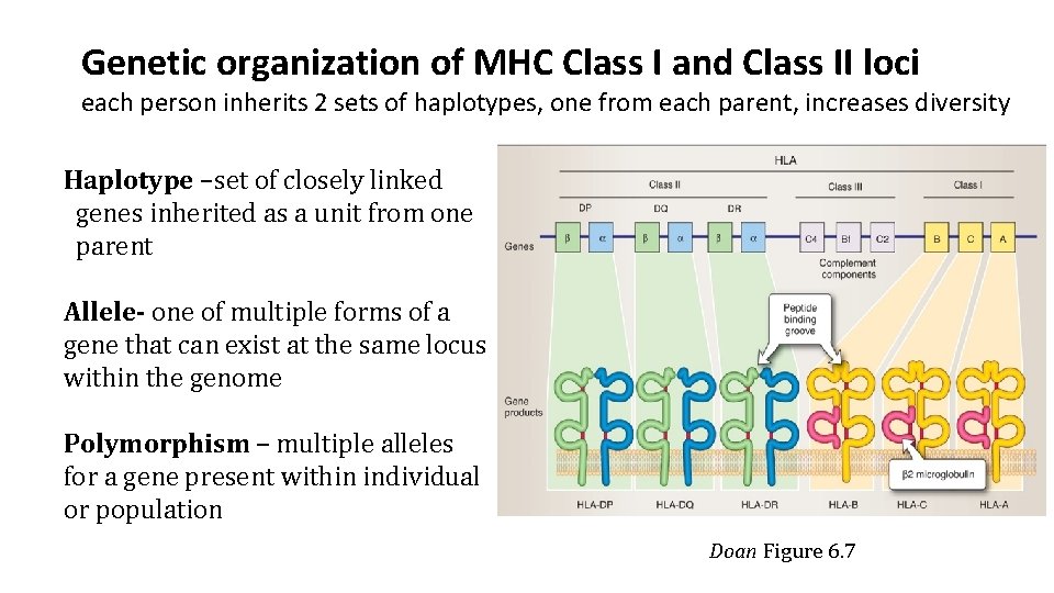 PBS 803 Class 5 Antigen Capture and Presentation
