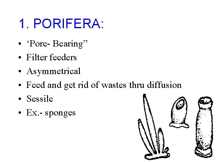 Animal Classification THE ANIMAL KINGDOM BASIC CHARACTERISTICS OF