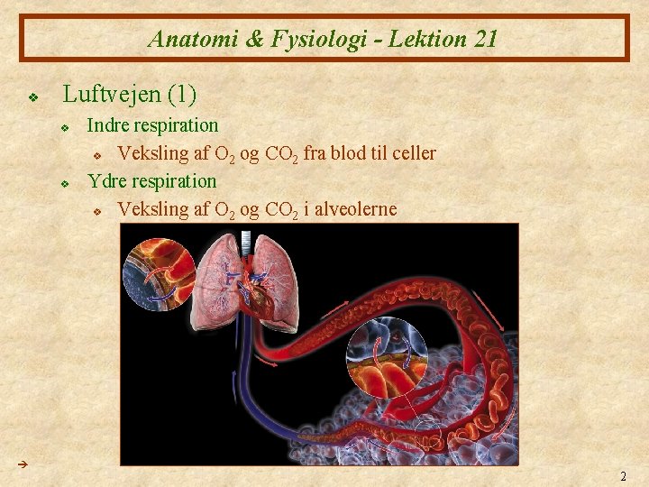 Anatomi Fysiologi XXI Respirationsorganerne 1 Anatomi Fysiologi Lektion