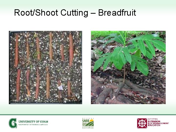 Plant Propagation by Cuttings Prepared by Mark Acosta
