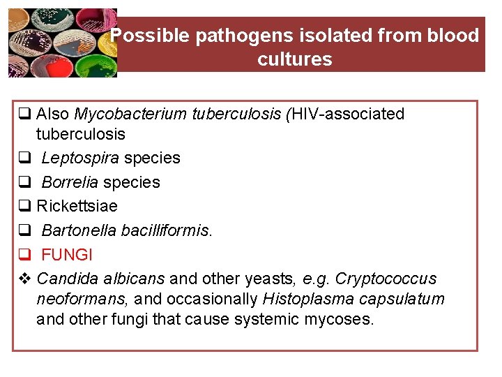 Blood culture Prof Dalia M Mohsen Prof in