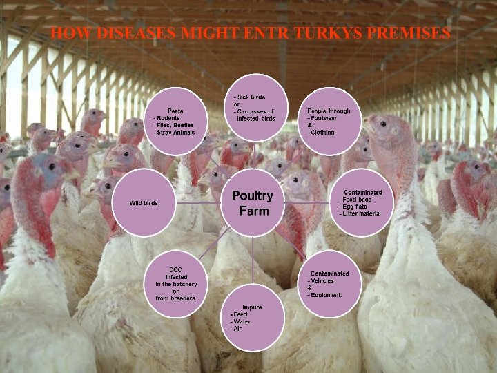 INTRODUCTION TO BIOSECURITY FOR TURKEY PREMISES Dr Yoni
