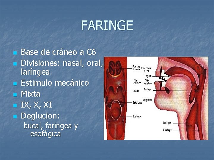 SISTEMA DIGESTIVO CRUZ ROJA TUM I ARACELI ROMERO