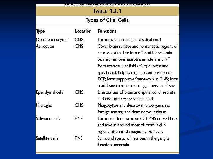 CHAPTER 13 Nervous Tissue 1 2 3 4