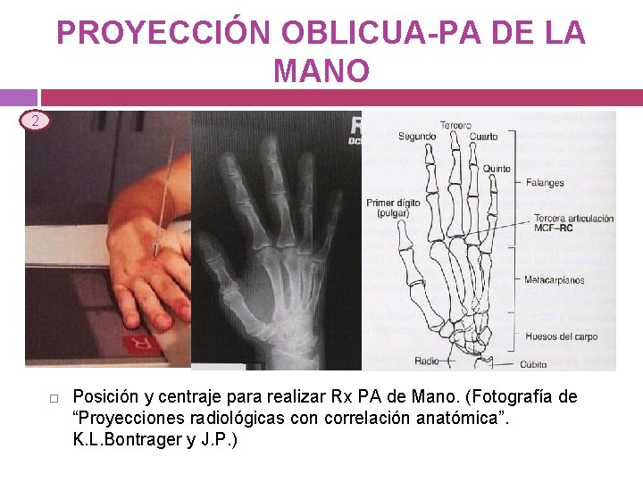 REVISIN DEL TEMA Muchas entidades que afectan a