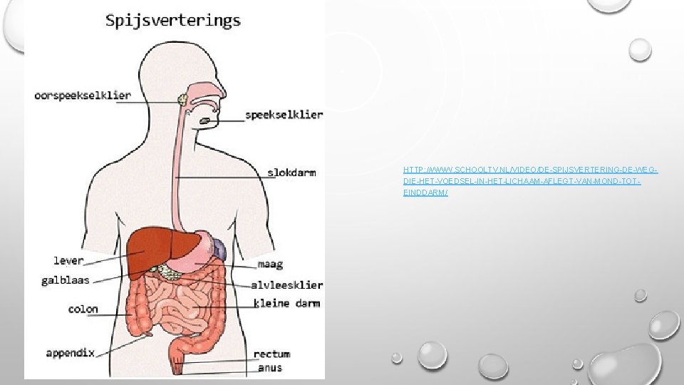 ANATOMIE EN FYSIOLOGIE LES 3 LESINDELING UITLEG VAK