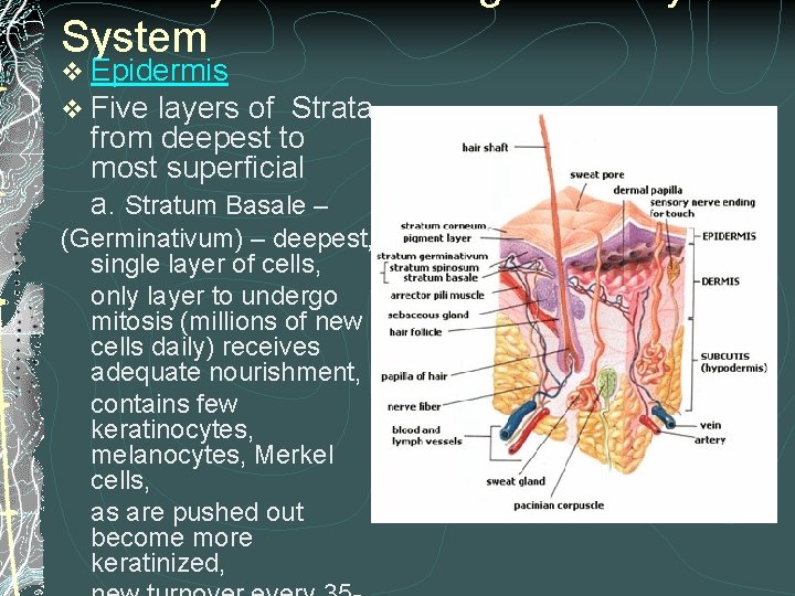 The Integumentary System Skin Monique North East Tech