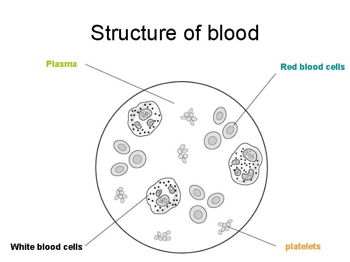 Structure of blood GCSE Applied Science Life Care