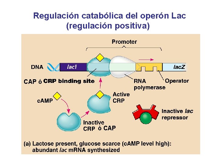 Regulacin de la expresin gnica en procariontes Genes