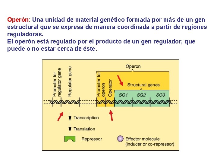 Regulacin de la expresin gnica en procariontes Genes