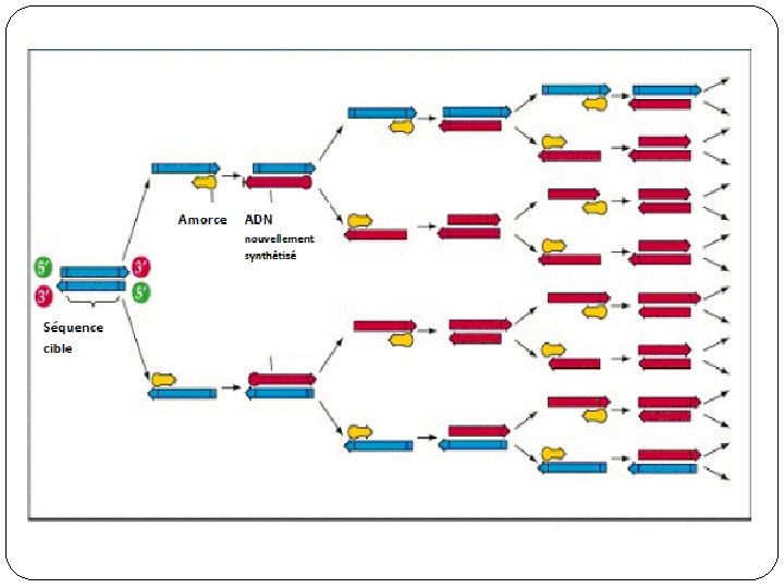 Techniques de biologie molculaire PCR Polymrase chain reaction