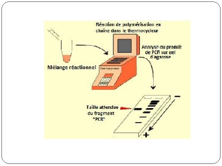 Techniques de biologie molculaire PCR Polymrase chain reaction