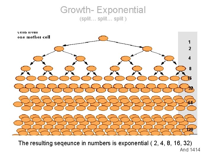 Growth Overview Microbial Growth Overview of terms exponential