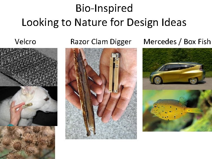 Bio Inspired Design Paper Flower Main Lesson Objectives