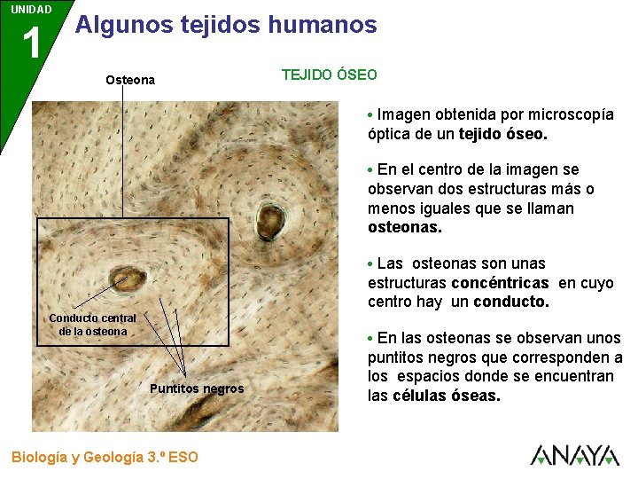 UNIDAD 1 La organizacin del cuerpo humano ALGUNOS