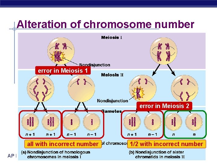 Errors of Meiosis Chromosomal Abnormalities AP Biology 2006
