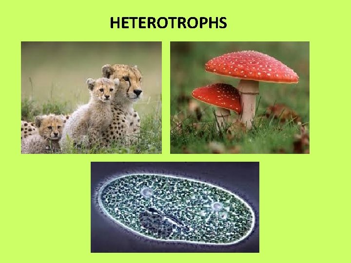 UNIT 1 EARTH AN INHABITED HABITAT 1 WHAT