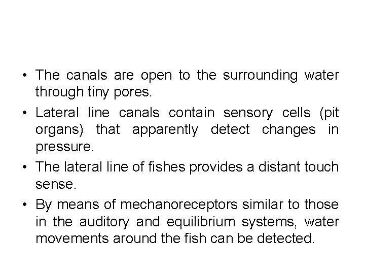 Chapter 3 Sense organs A bony fishs brain