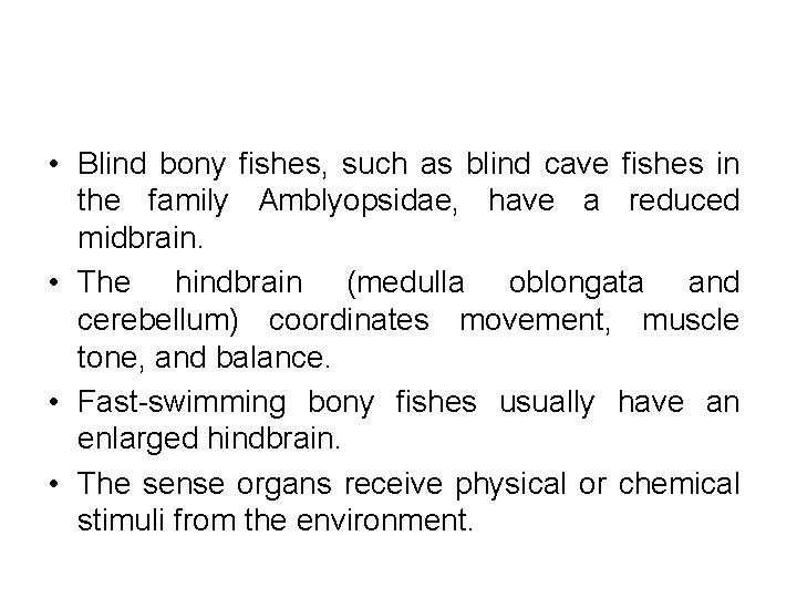 Chapter 3 Sense organs A bony fishs brain