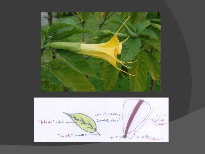 PRINCIPALS OF FLOWERING PLANTS TAXONOMY BOT 222 Dr