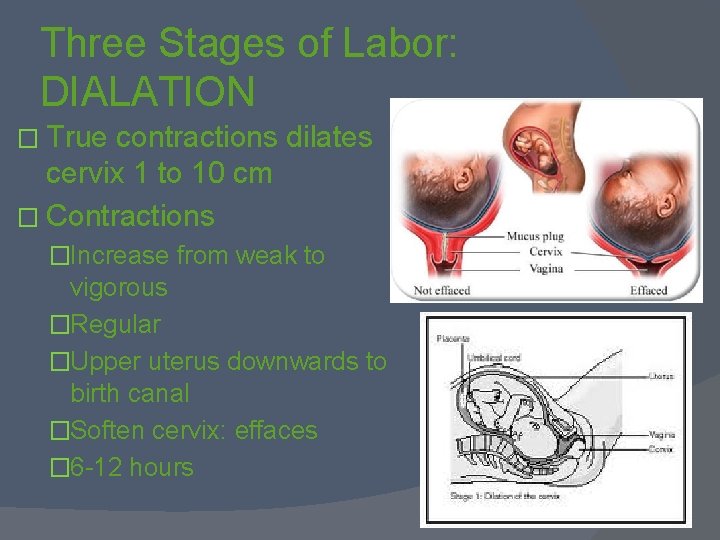 Parturition Birth Expel fetus from uterus LABOR Last