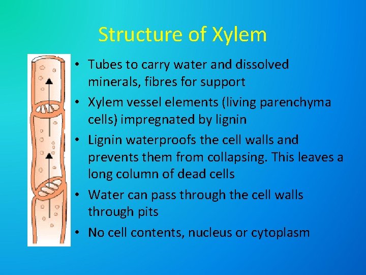 Transport in Plants Spot the Difference Transport in