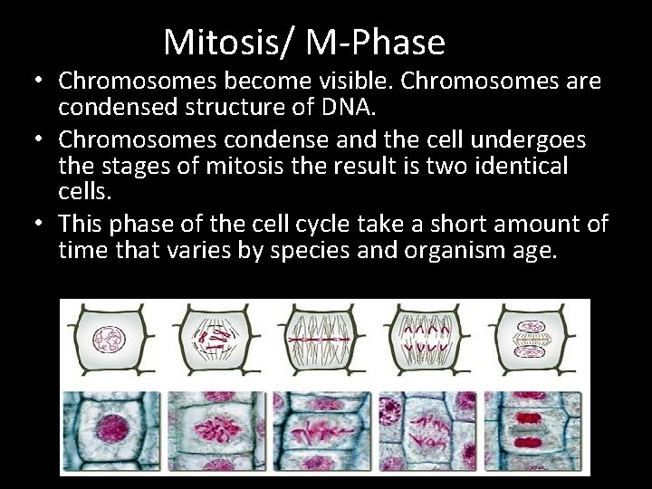 Mitosis Cellular Reproduction Part I The Cell Cycle