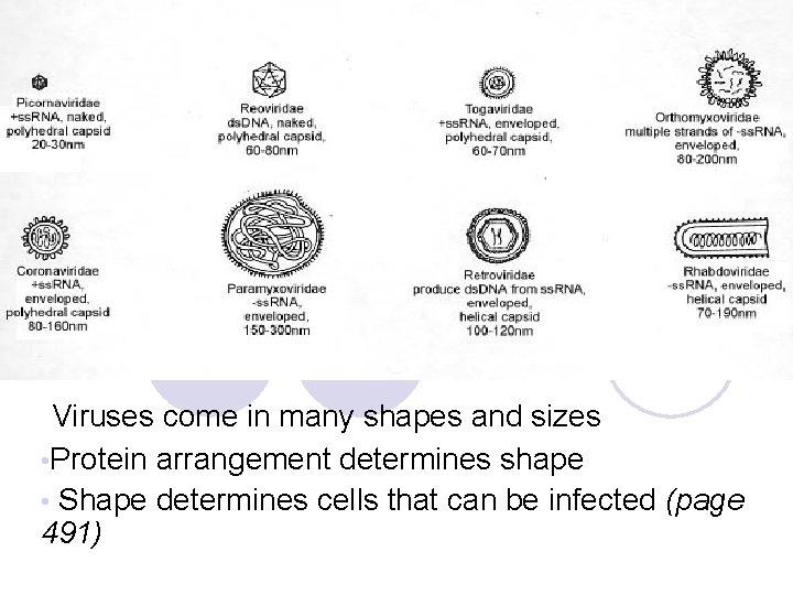 Viruses Chapter 18 Pg 489 499 This Powerpoint
