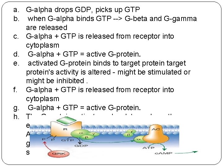 CLINICAL ENDOCRINOLOGY OBJECTIVES 1 2 3 4 5