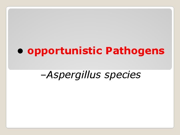opportunistic Pathogens Aspergillus species Aspergillosis is an infection