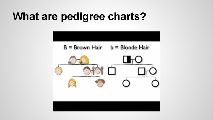 Pedigrees What are pedigree charts A pedigree for