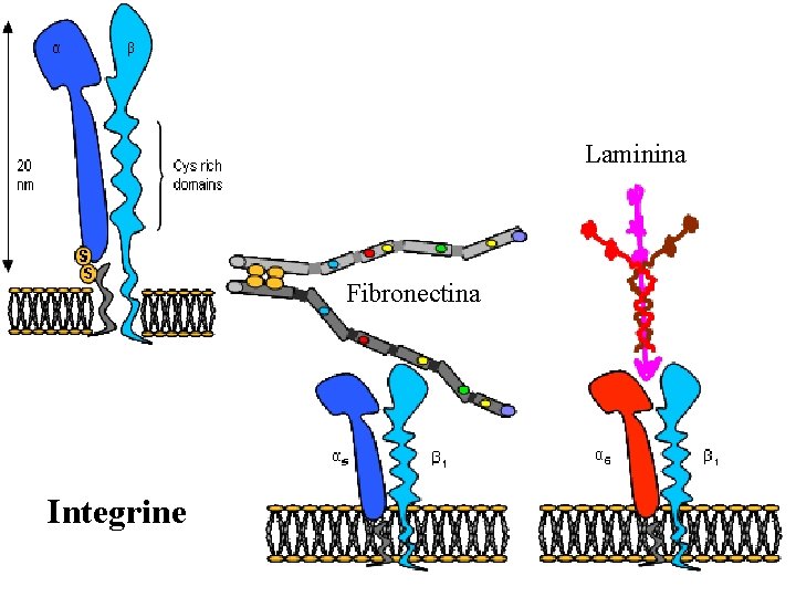 MATRICEA EXTRACELULARA MATRICEA EXTRACELULARA Retea de macromolecule ...