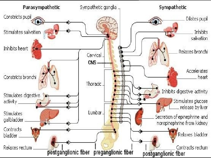 Cholinergic agonists and antagonists Synapses are specialized junctions