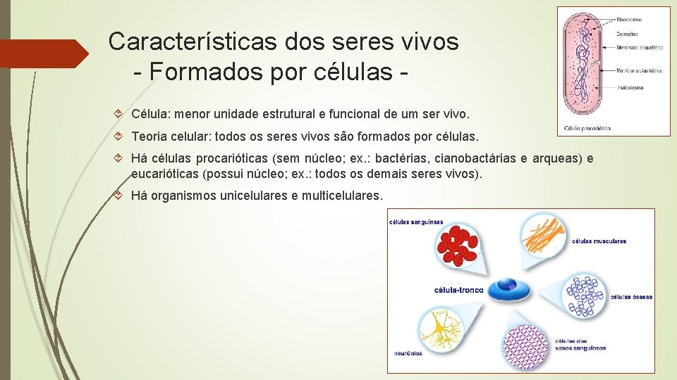 Caractersticas gerais dos seres vivos Caractersticas dos seres
