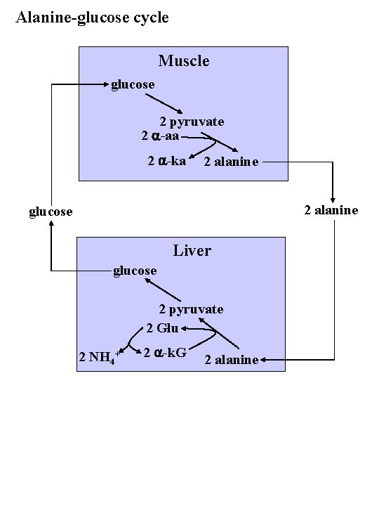 Amino acid metabolism Nitrogen balance Dietary protein amino