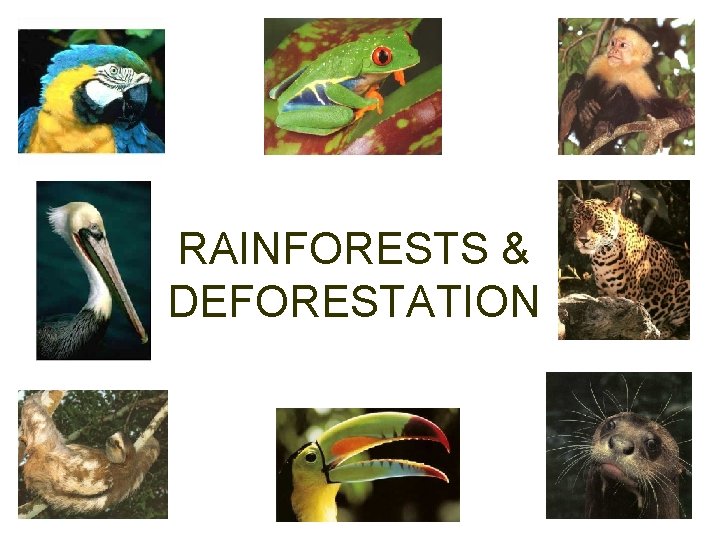 RAINFORESTS DEFORESTATION Africas rainforests are disappearing Original ...