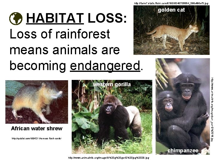 RAINFORESTS DEFORESTATION Africas rainforests are disappearing Original ...