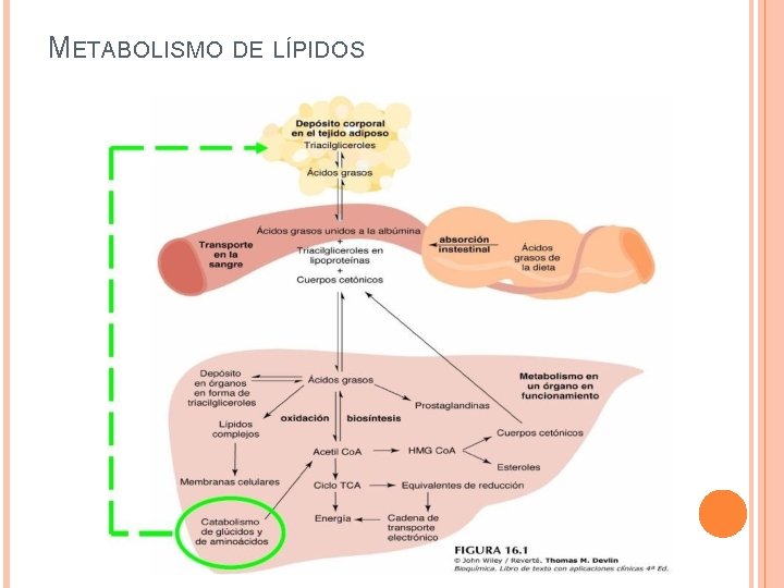 METABOLISMO DE LOS LIPIDOS DIGESTIN DE LPIDOS Las