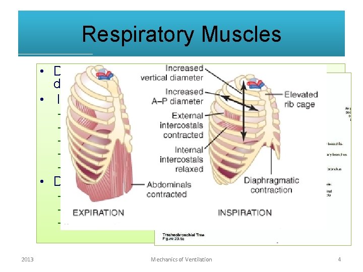 Mechanics of Ventilation Prof K Sivapalan Introduction Gas