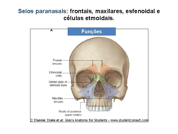ANATOMIA TOPOGRFICA DA CABEA AULA 19 Seios paranasais