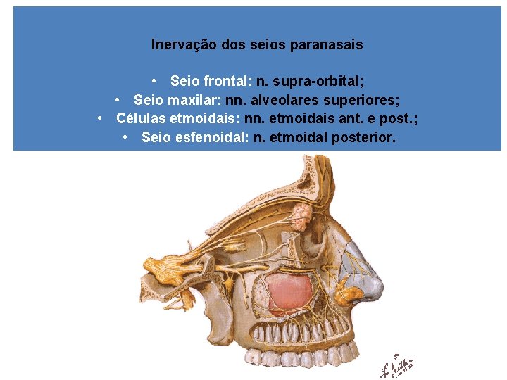 ANATOMIA TOPOGRFICA DA CABEA AULA 19 Seios paranasais