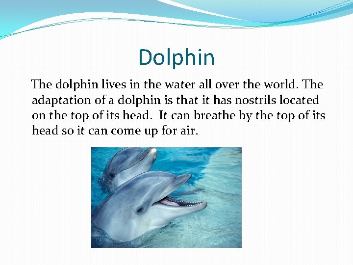 Unusual Animal Adaptations By Nacacia Lane Alexis Justin