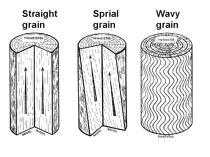 WOOD 280 Macroscopic wood anatomy features Figure Grain