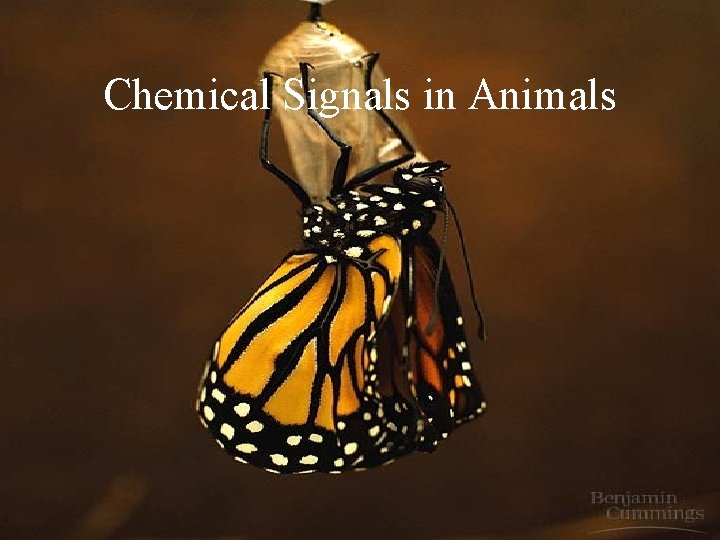 Chemical Signals in Animals Learning Objectives 3209 Differentiate