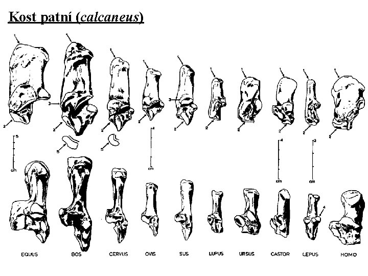 Osteologie pro archeology Kostern soustava systema skeletale Skeleton