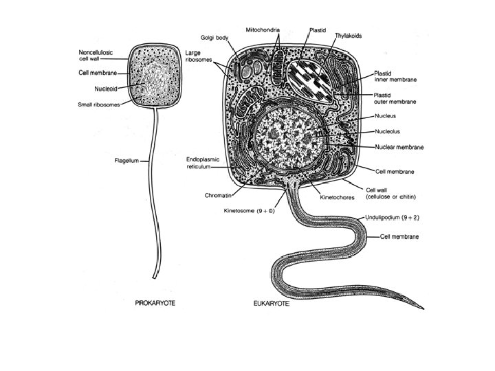 the Precambrian and the evolution of life prokaryotes