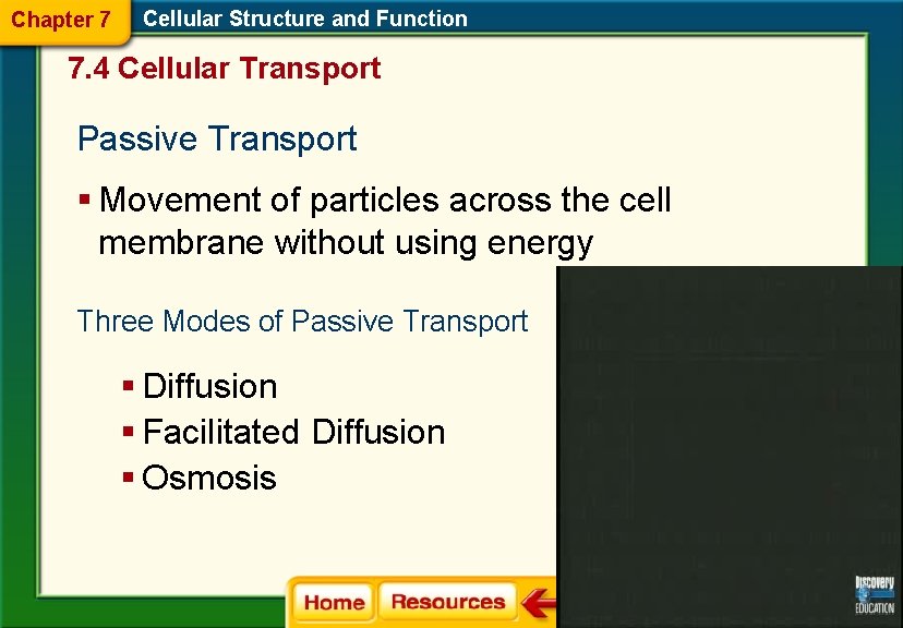 Chapter 7 Cellular Structure and Function 7 4