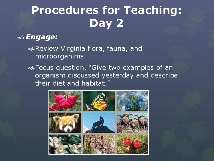 Virginia Flora Fauna and Microorganisms History of Science