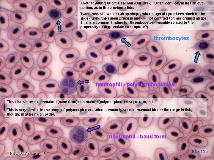 Systematic Fish Pathology Part 6 Haematology Prepared by