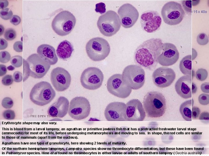 Systematic Fish Pathology Part 6 Haematology Prepared by